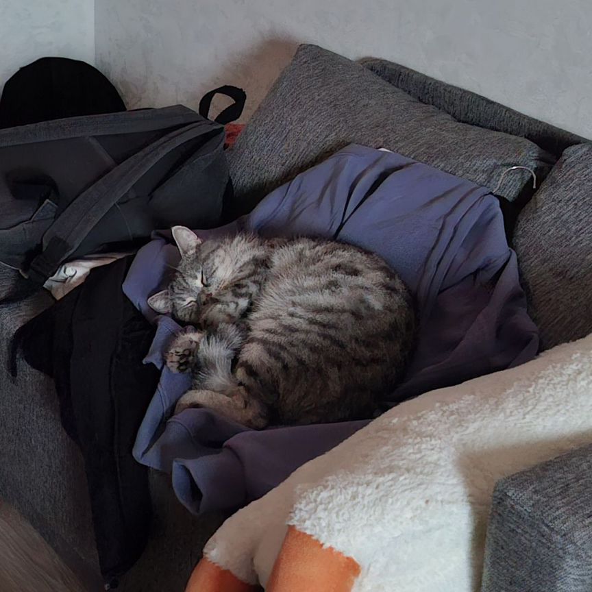 Кот Смоки