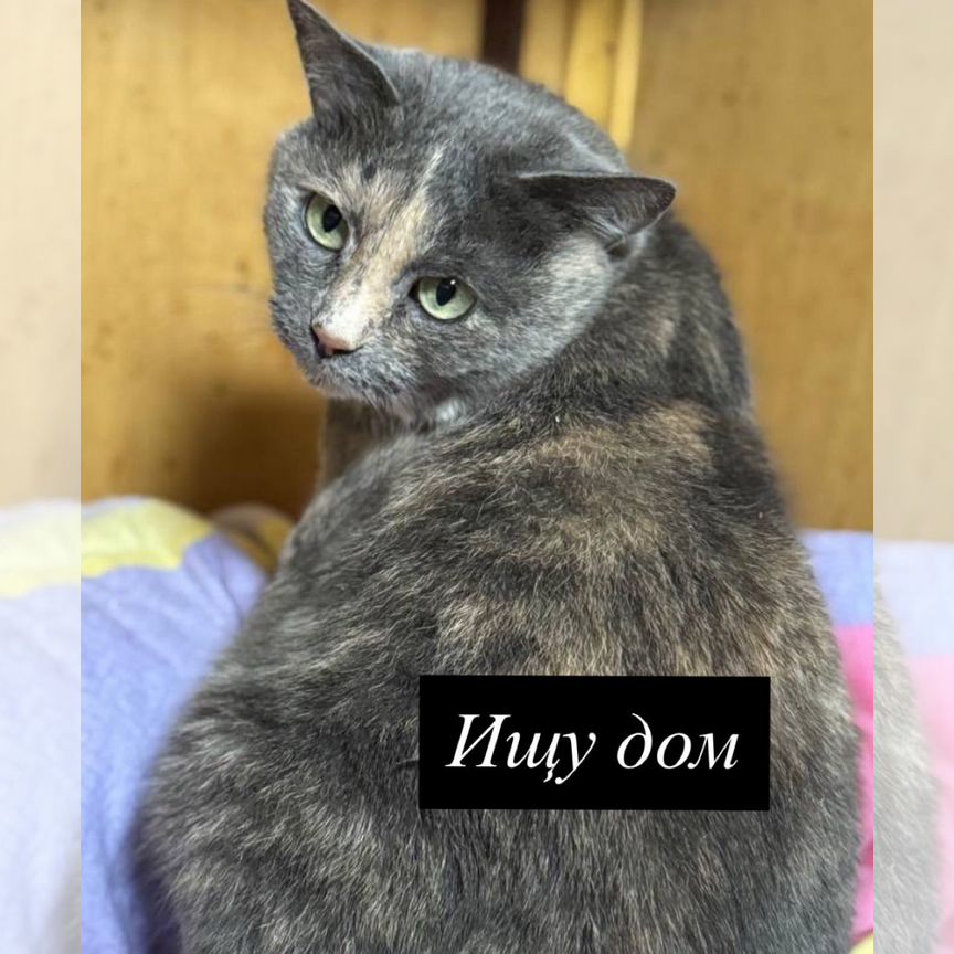 Взрослая, Девочка кошка в добрые руки