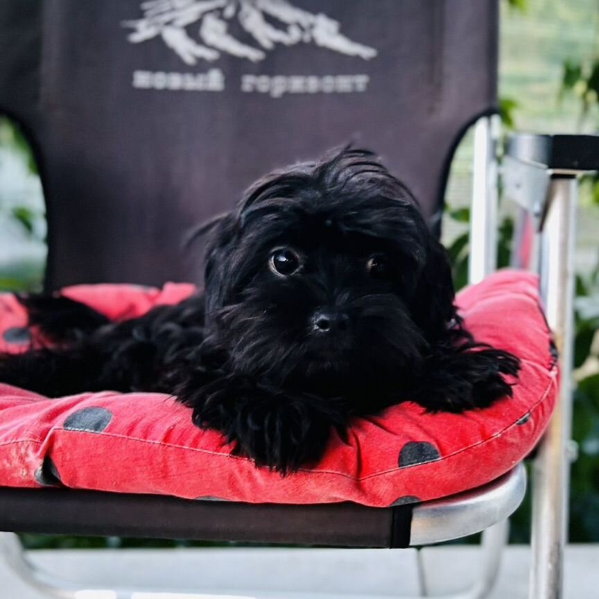 Мальтипу черный мальчик