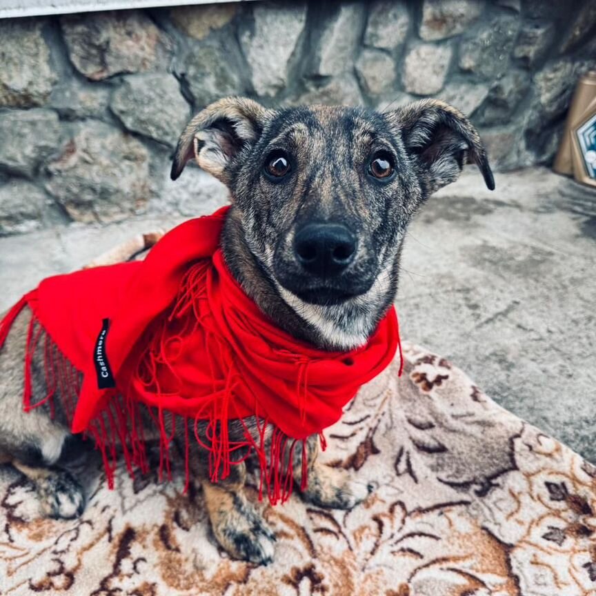 Щенок Тигра в добрые руки