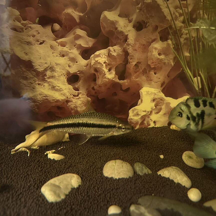 Водрослеед сиамский