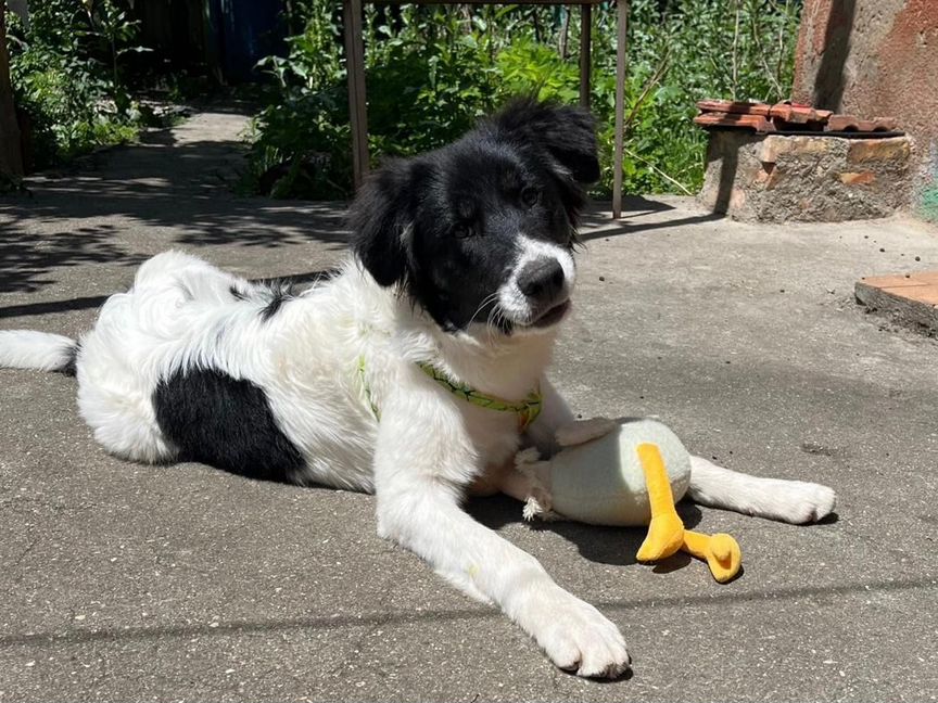 Елисей ищет семью