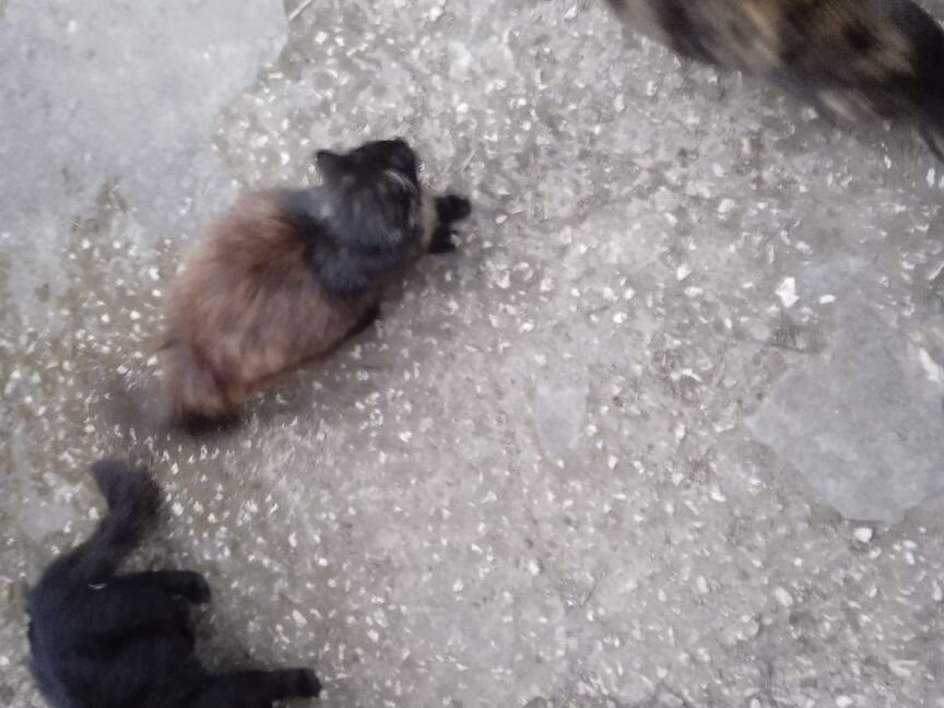 Котята в добрые руки