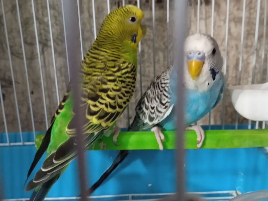 Волнистый попугай