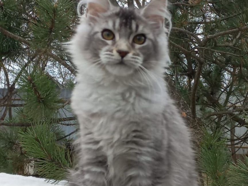 Кошечка Мейн-кун