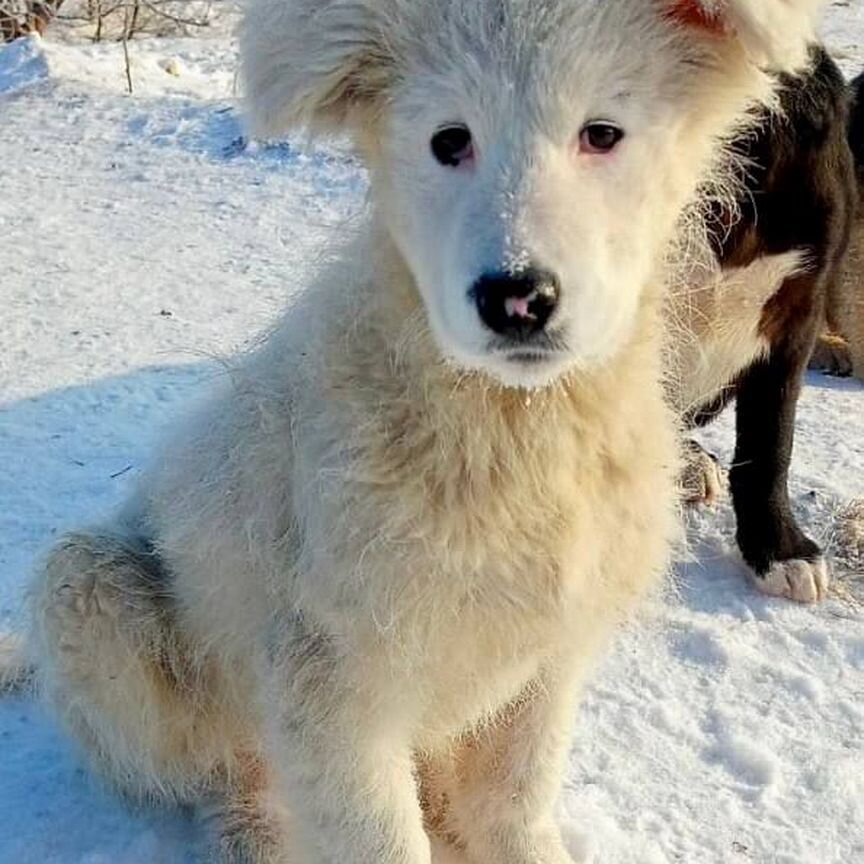 Собака в добрые руки