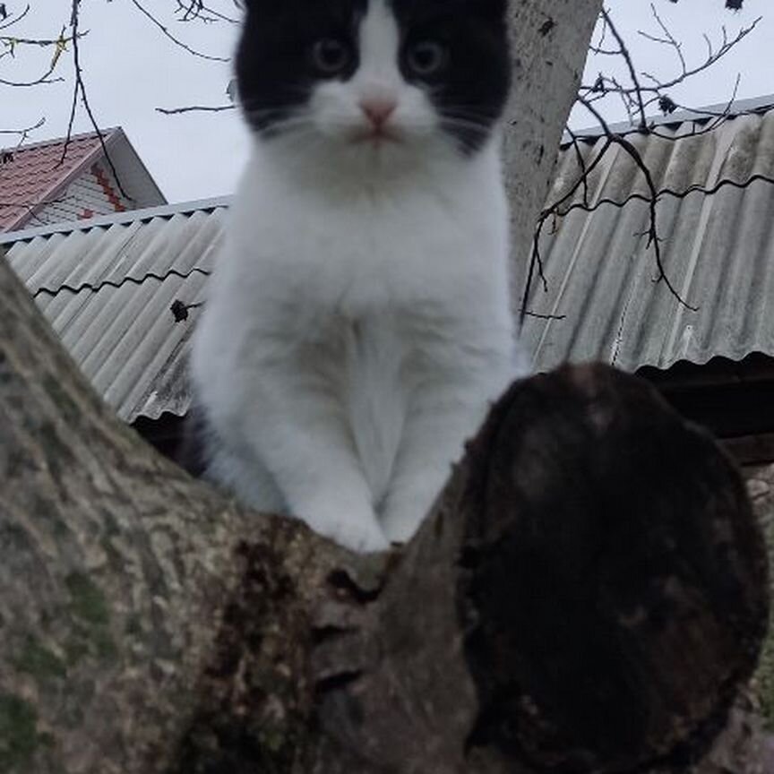 Котёнок в добрые руки