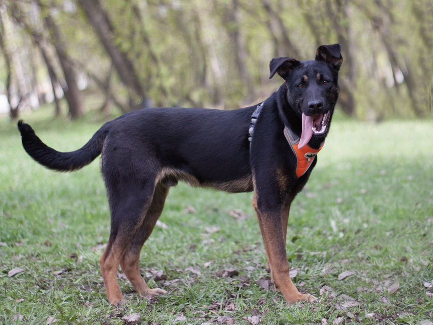 Щенок в добрые руки