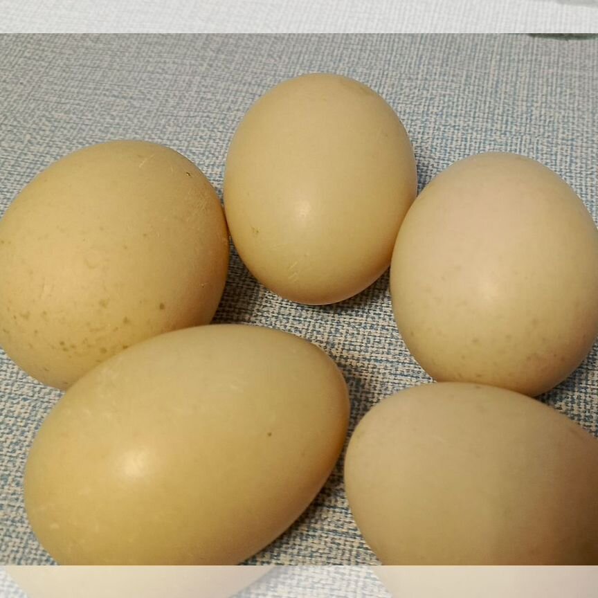 Инкубационное яйцо индоутки