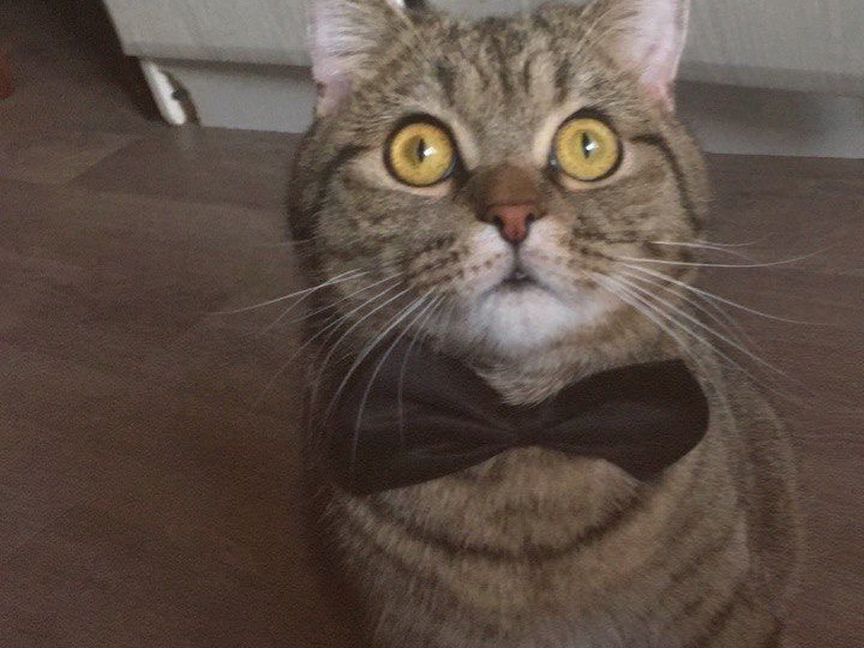 Шотландский кот в добрые руки