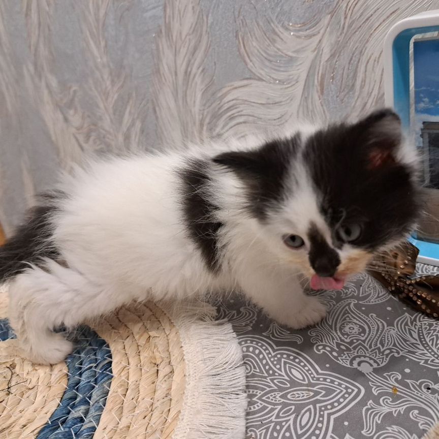 Котёнок Пушок в добрые руки