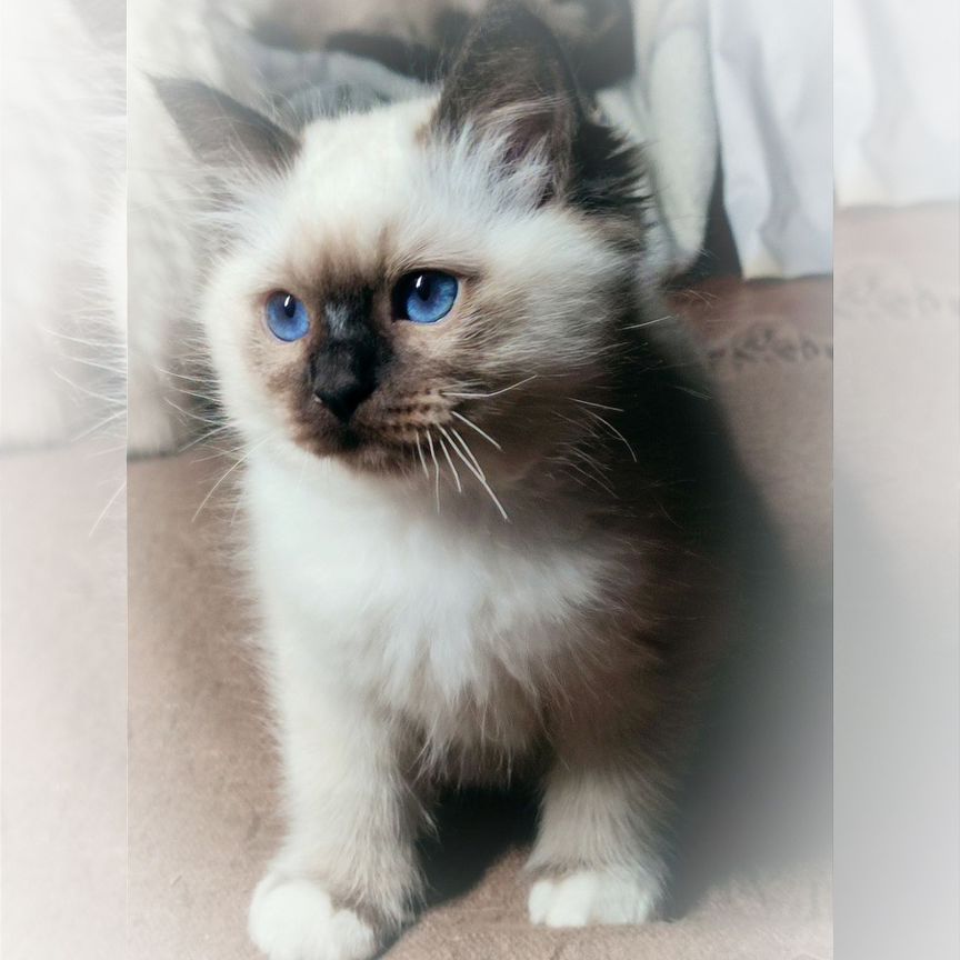 Бирманский котёнок