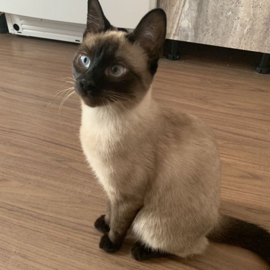 Сиамская кошечка на вязку