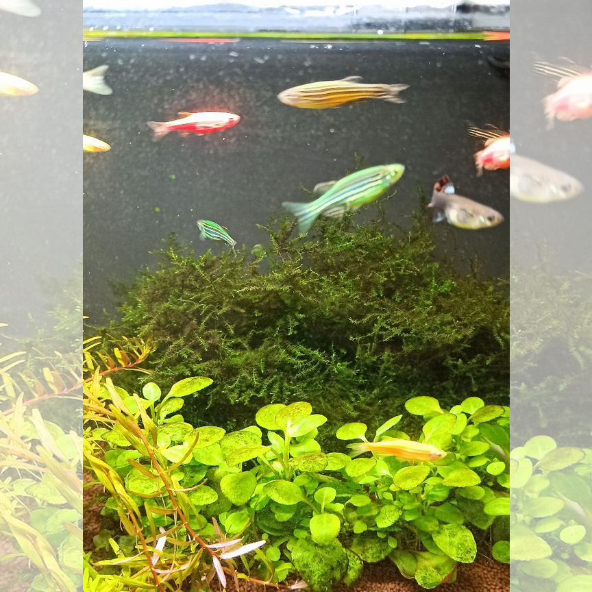 Рыбки данио