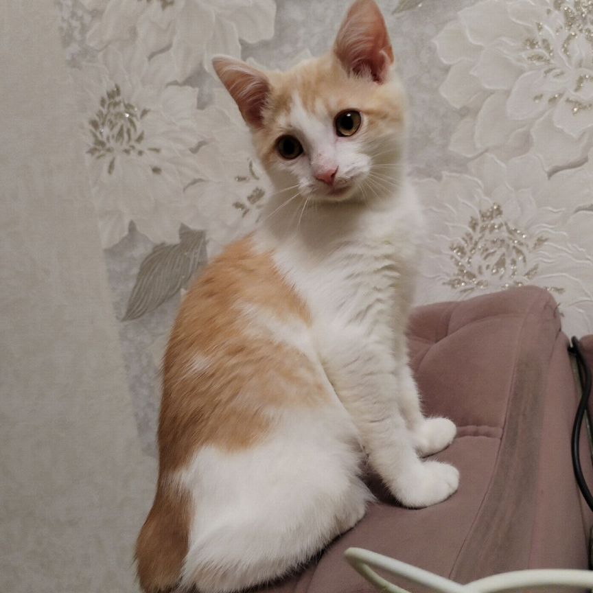 Рыжий котенок в добрые руки