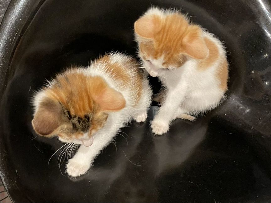 Котята мальчик и девочка 2,5 месяца