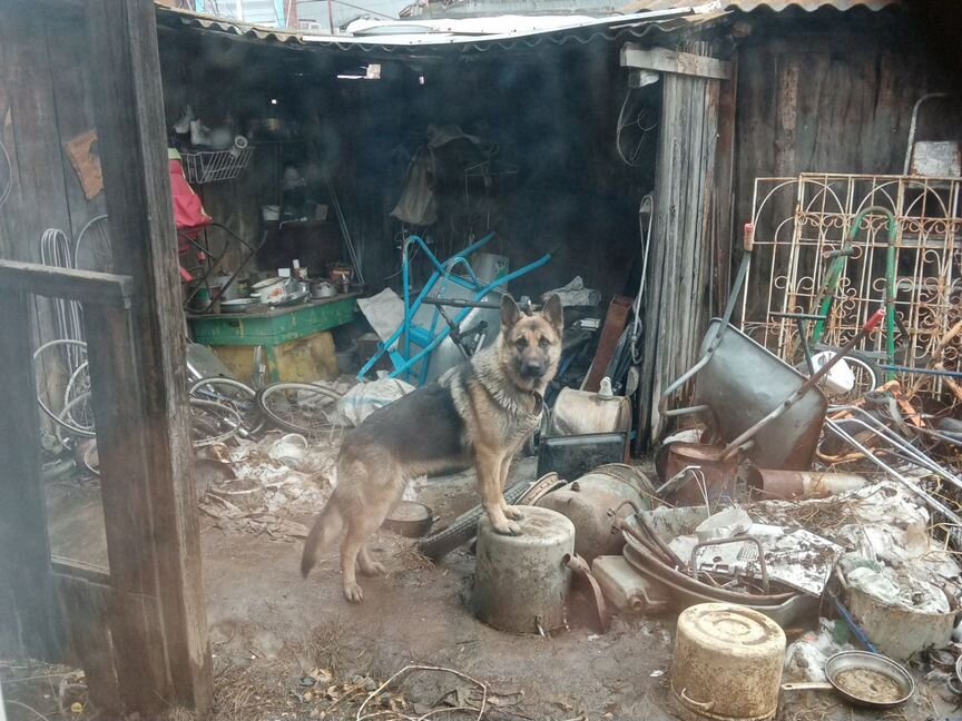 Овчарка восточноевропейская