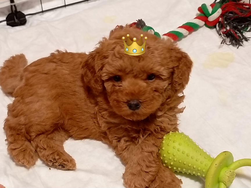 Той-пудель ред браун