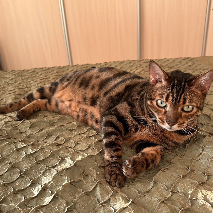 Бенгальская