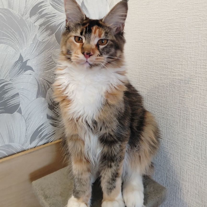 Мейн-кун котёнок