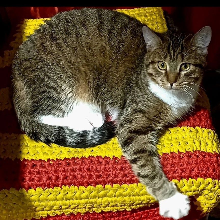 Кошка