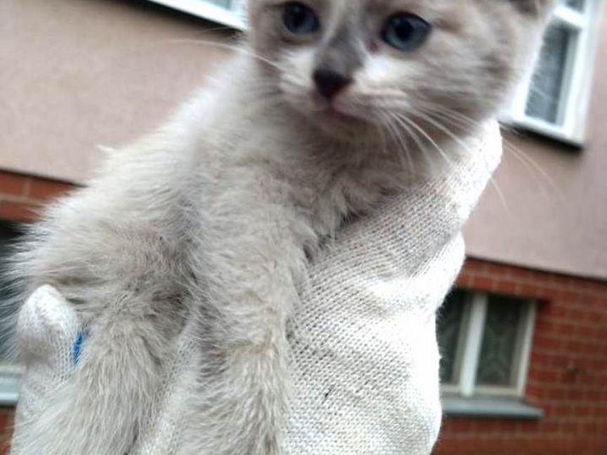 Котенок Шейла