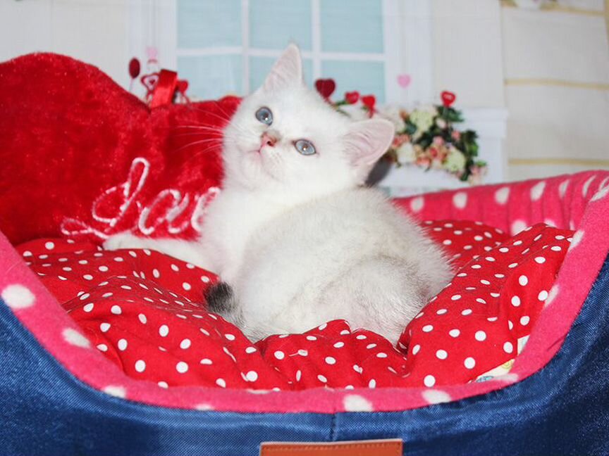 Британский котик красавчик