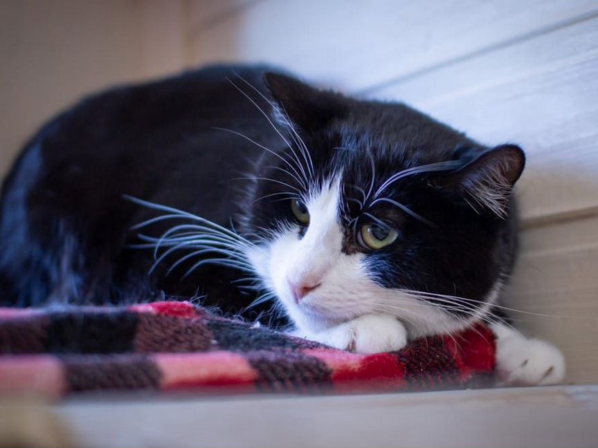 Котик с рекламы