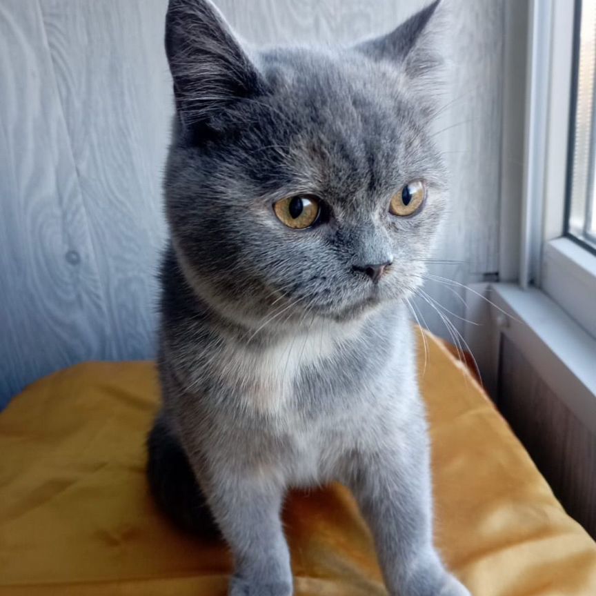 Котенок