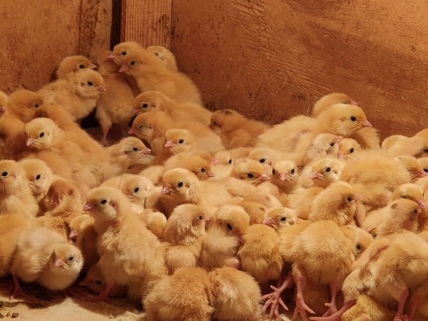 Перепела суточные