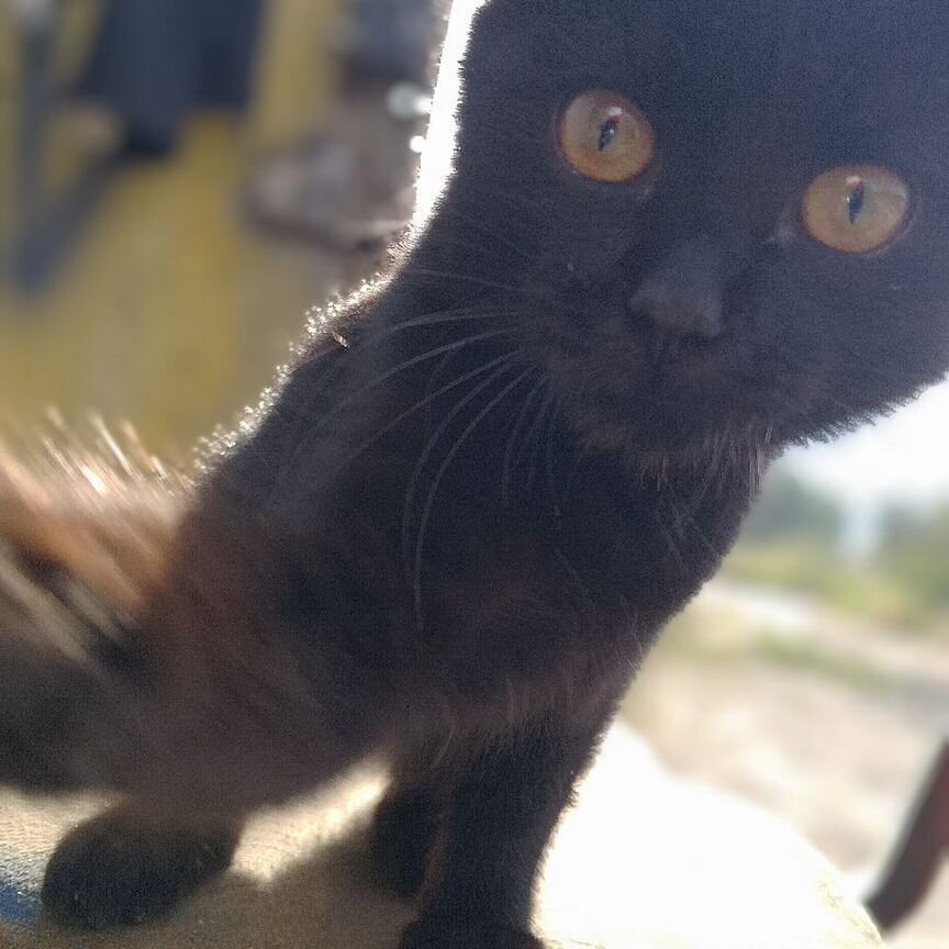 Чёрный котёнок с белым пятнышком