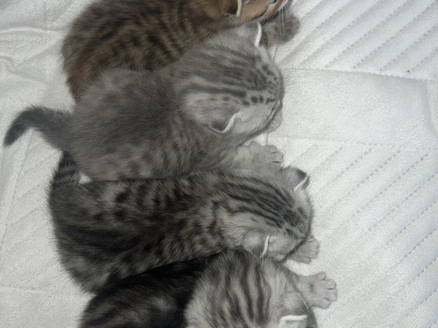 Британские котята