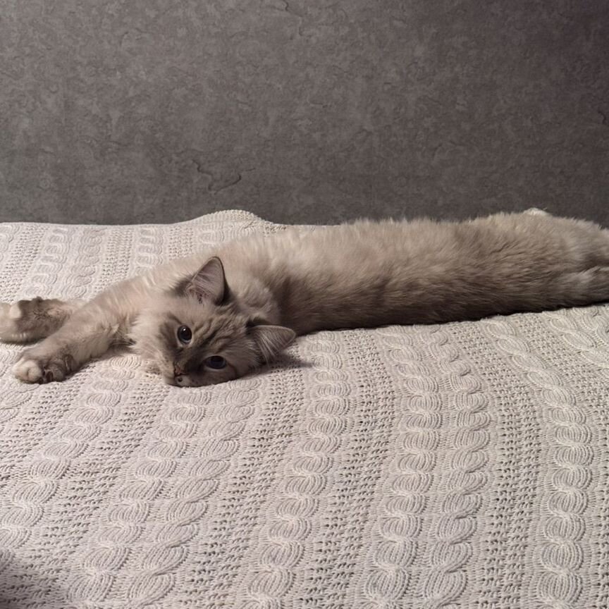 Невский маскарадный кот