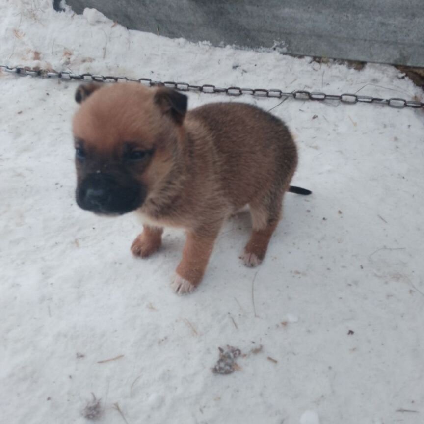 Щенки стаффа бесплатно