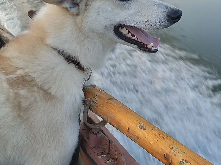 Охотничьи собаки лайки