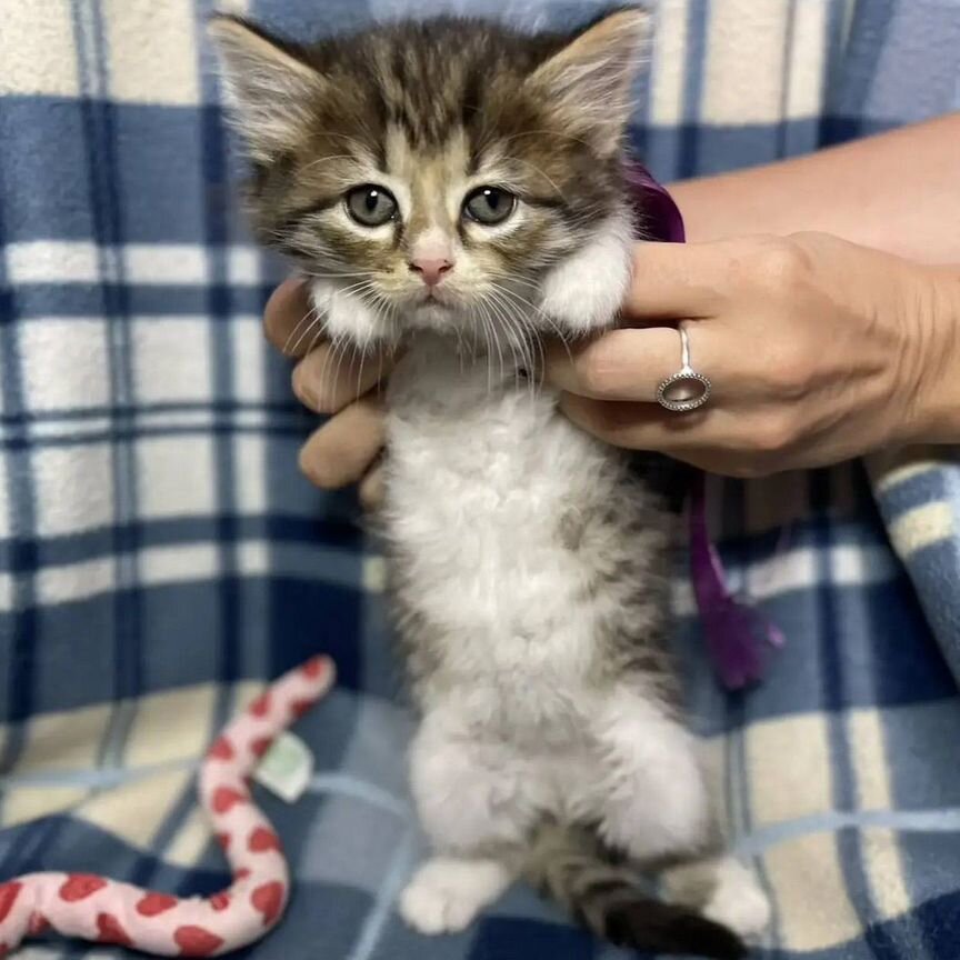 Сибирский котёнок