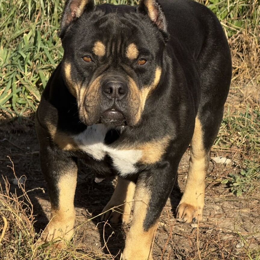 Американский булли - сука в добрые руки