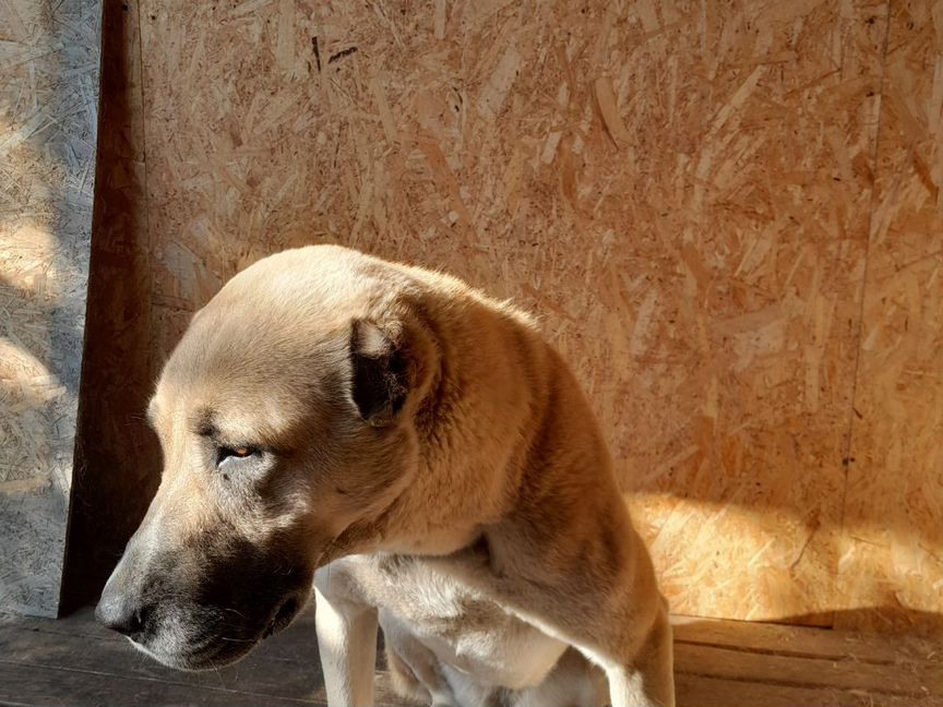 Собака в добрые руки алабай