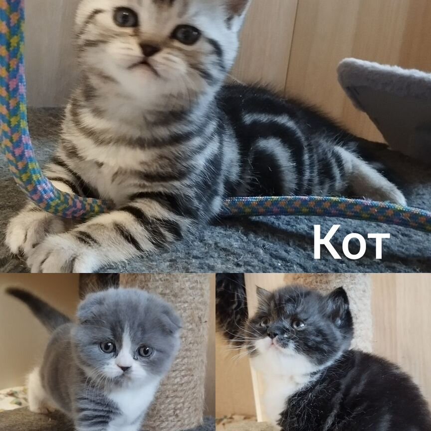 Шотландские котята