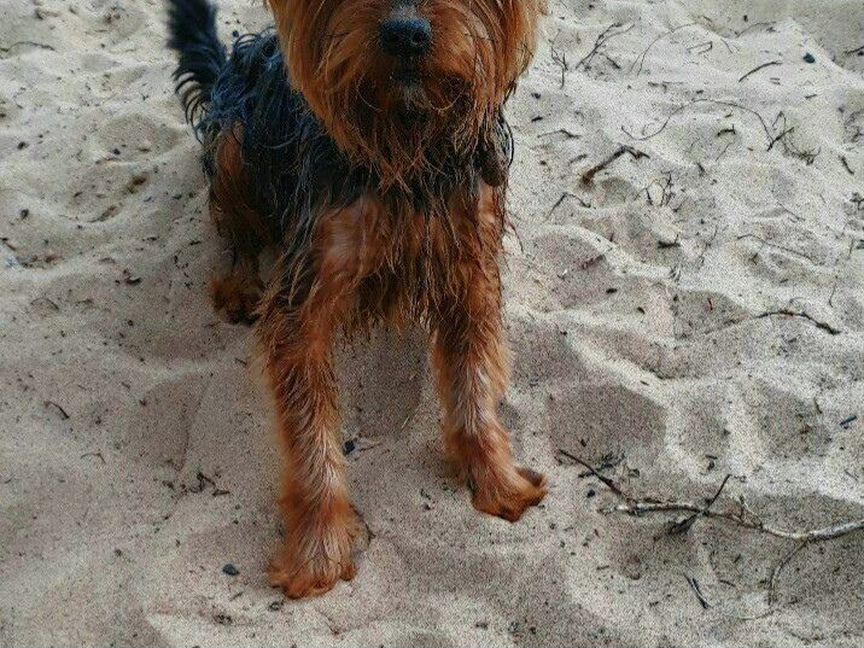 Йоркширский терьер бесплатно