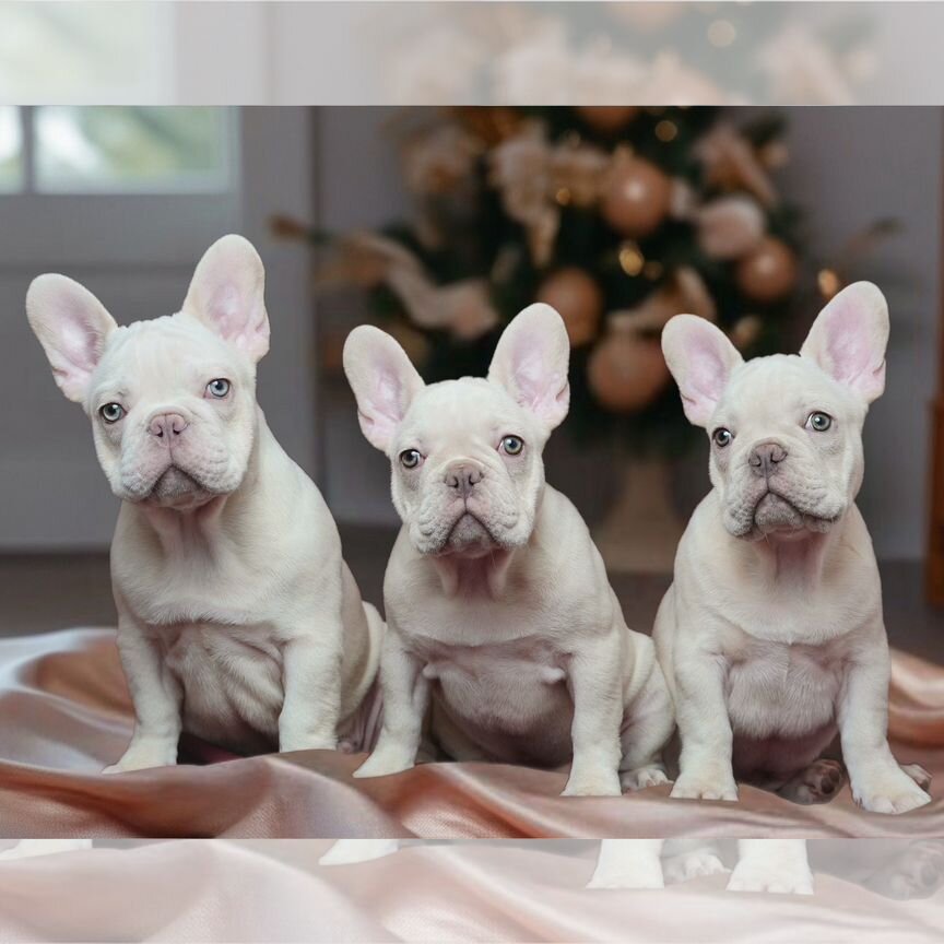 Французский бульдог, щенок