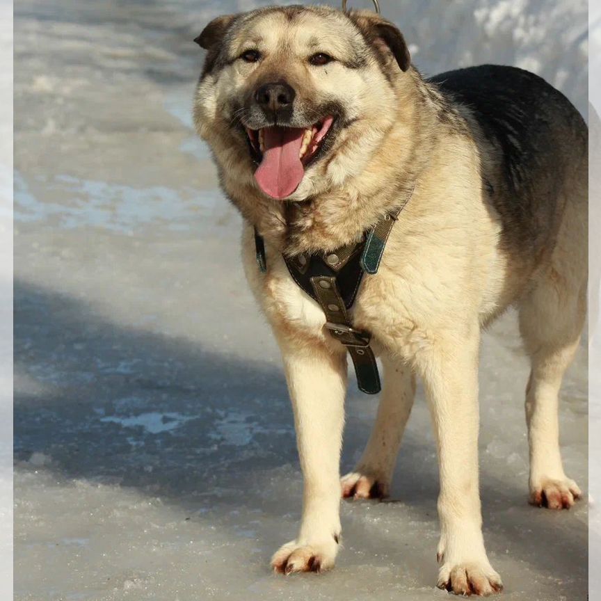 Собака в добрые руки