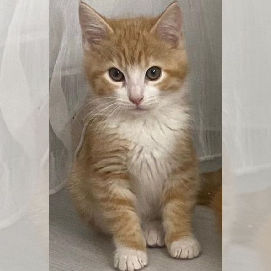 Рыженькое трусливое чудо девочка 3 мес