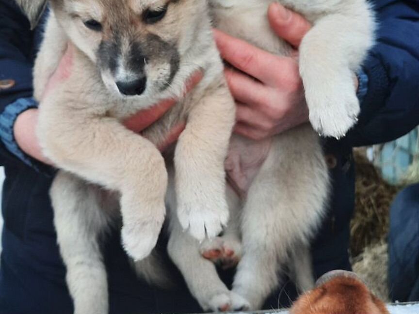 Щеночки ждут своих хозяев