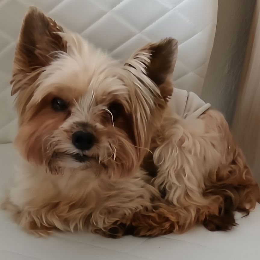 Йоркширский терьер, взрослый пёс