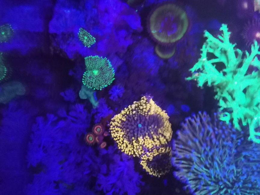Кораллы для морского аквариума