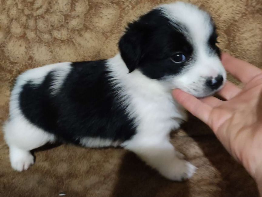 Собака в добрые руки щенок девочки