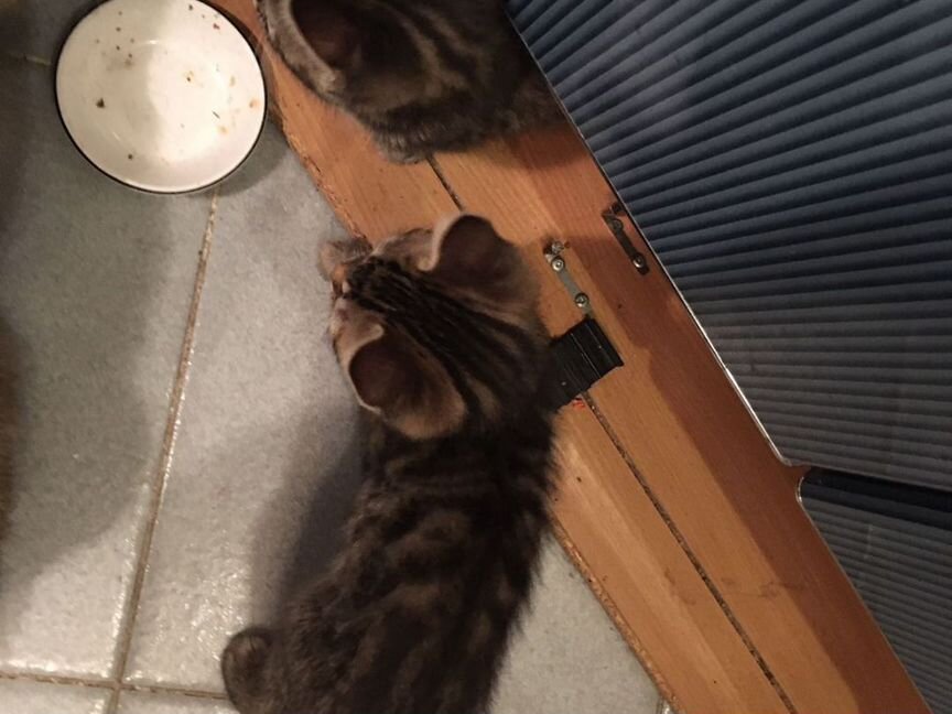 В дар котенок девочка, 2 месяца, к лотку приучена