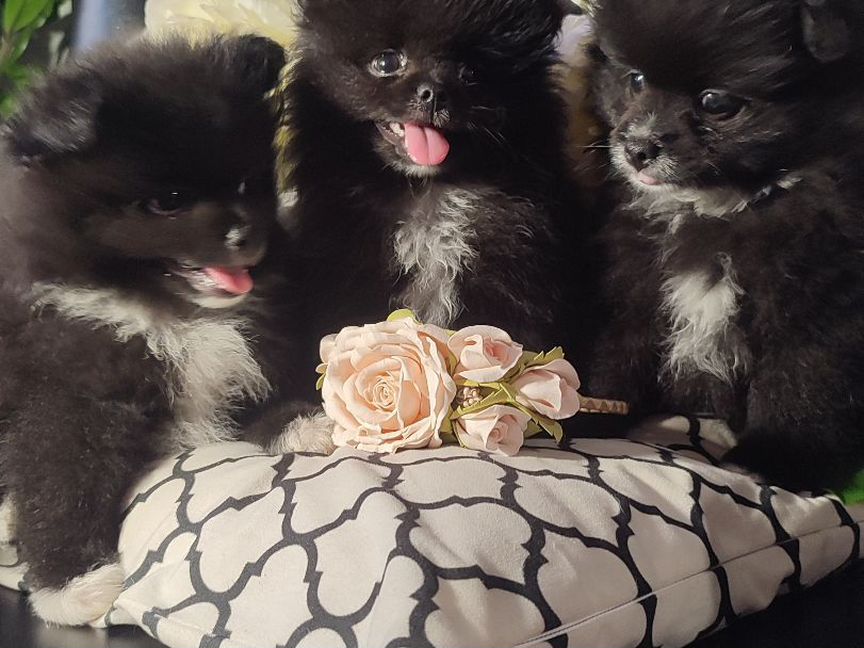 Щенки померанского шпица