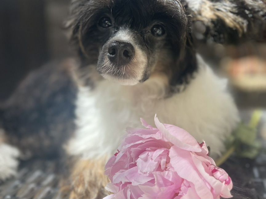 Китайская хохлатая пуховая 4 мес